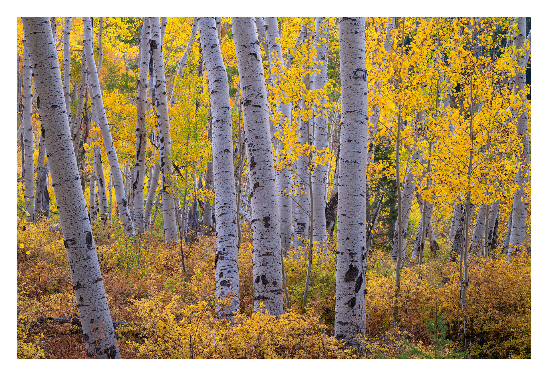 Glowing Grove | Joseph Rossbach Photography