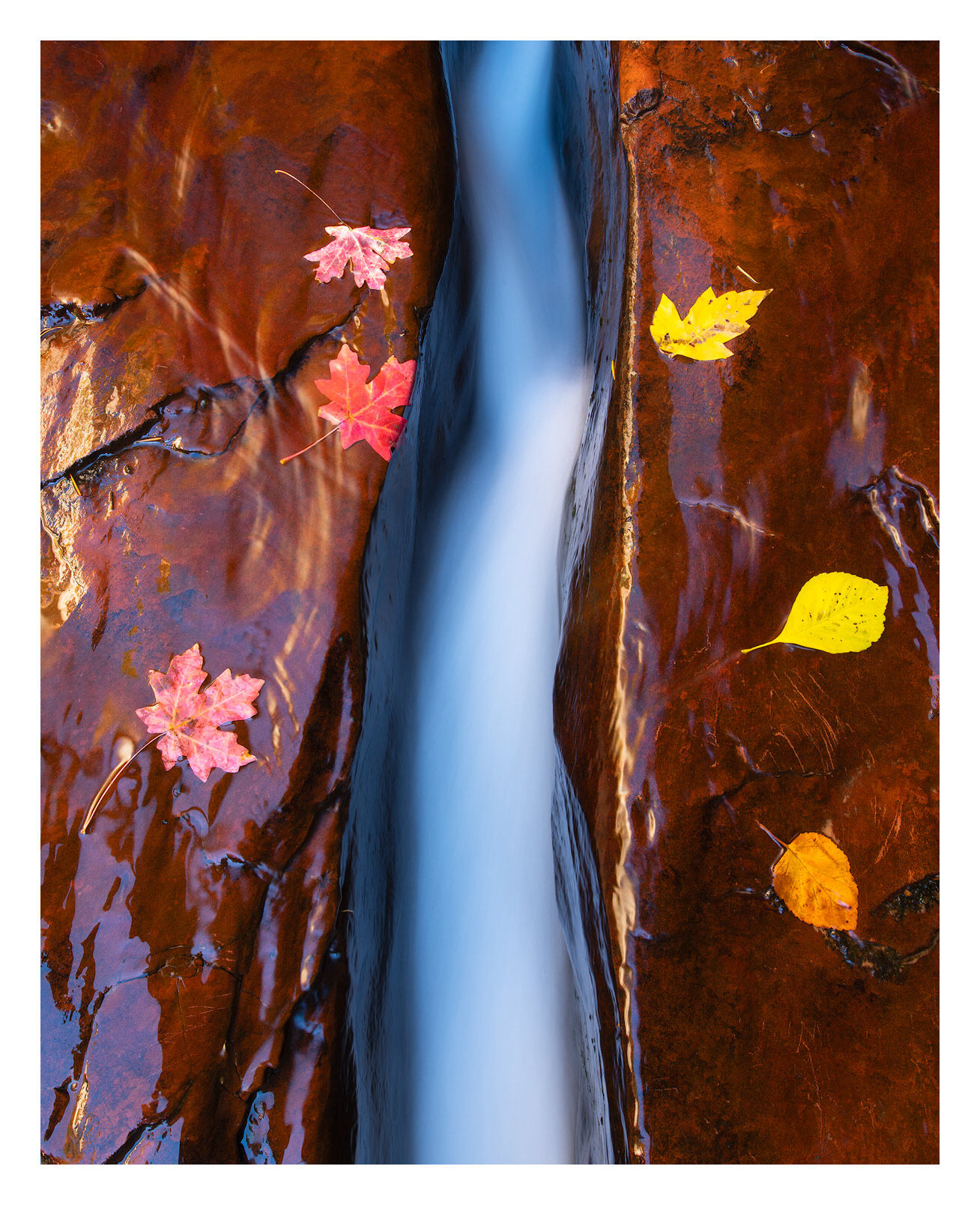 Fallen Autumn Leaves, The Crack, Left Fork of North Creek | Zion ...